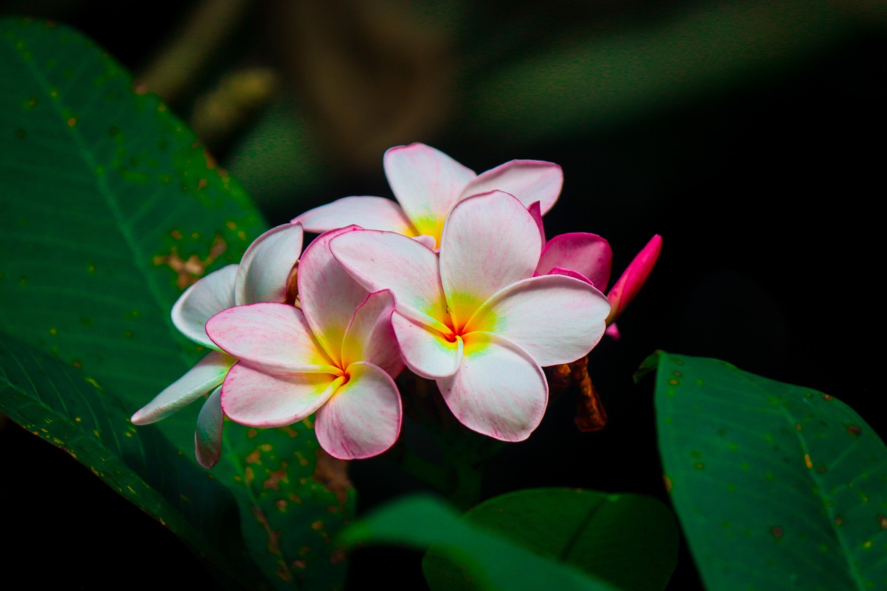 Flowers Frangipani Bloom - Free photo on Pixabay - Pixabay