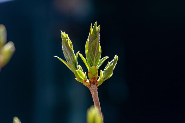 Plant Bud Green Leaves New Growth - Free photo on Pixabay