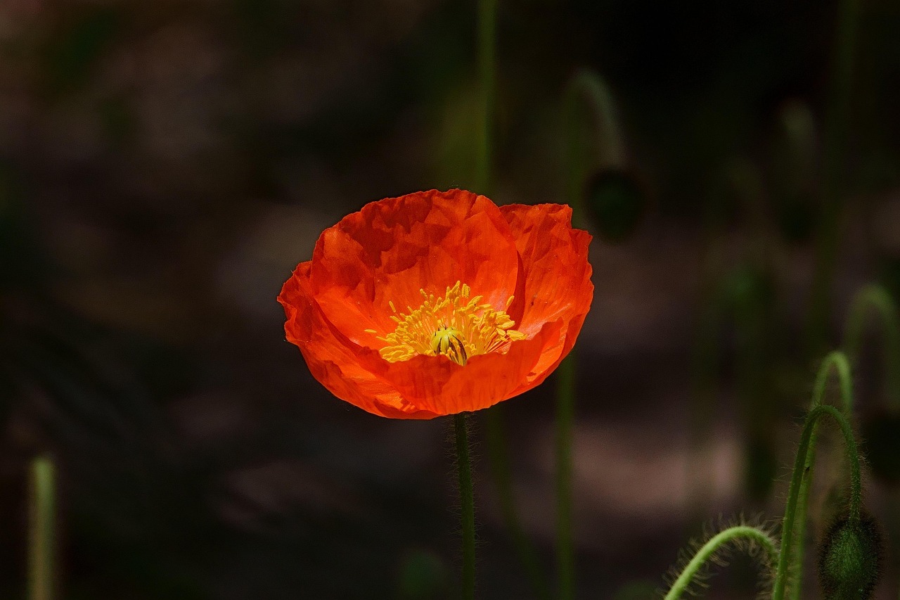 Blomma Botanik Bloom - Gratis foto på Pixabay - Pixabay