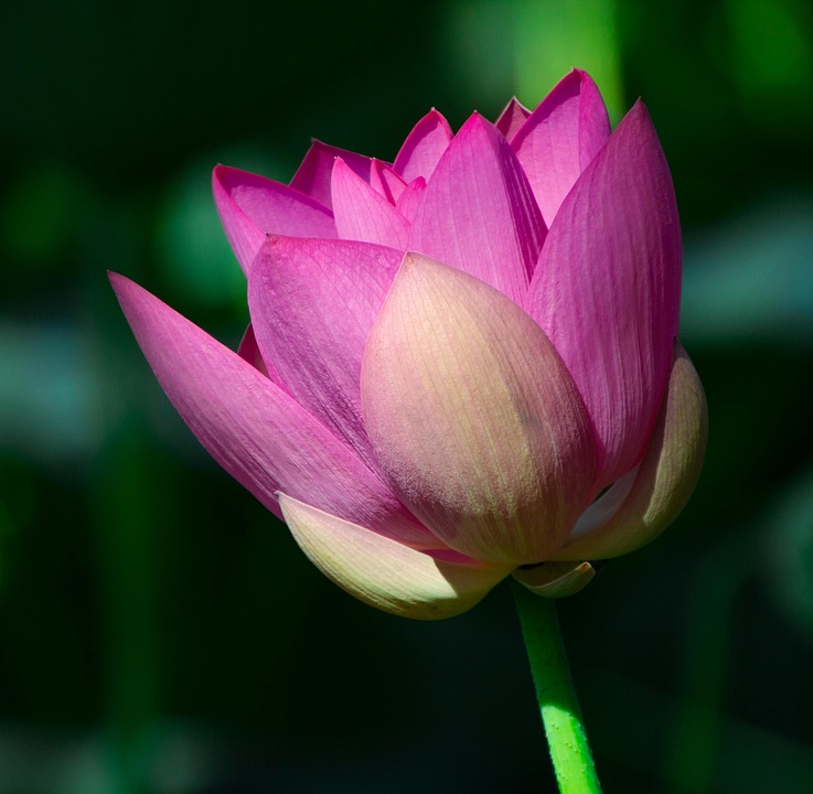Flower Lotus Blooming Pink - Free photo on Pixabay