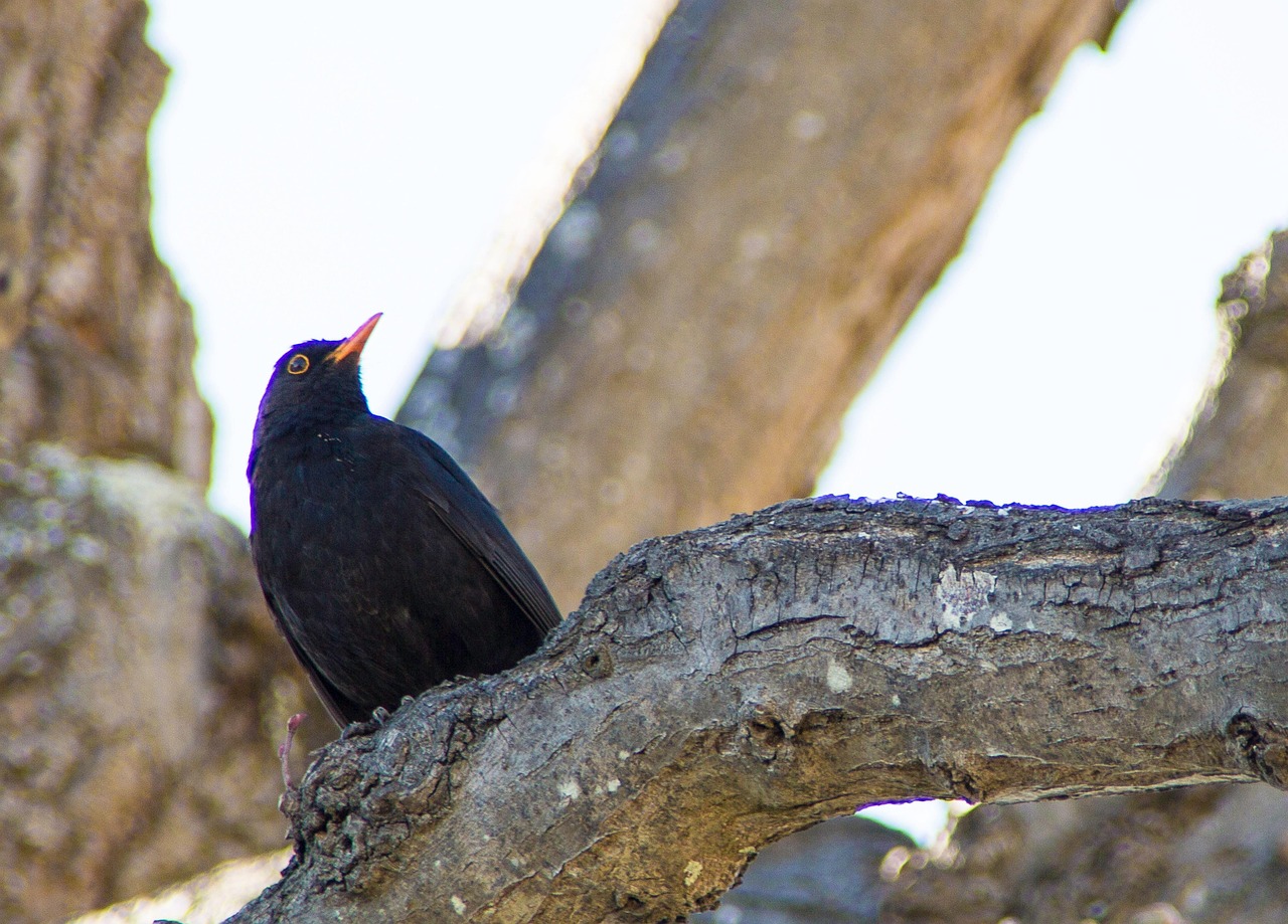 Blackbird Bird Black - Free photo on Pixabay