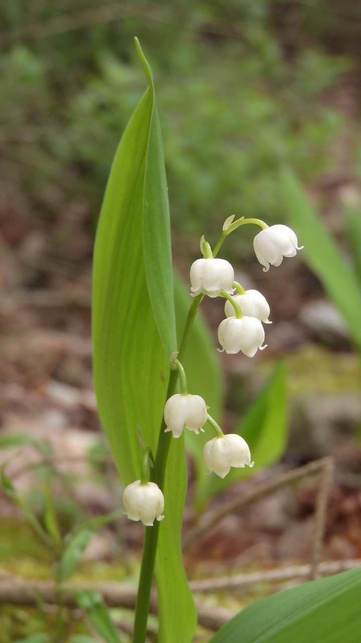 Lily Of The Valley Spring Flowers - Free photo on Pixabay