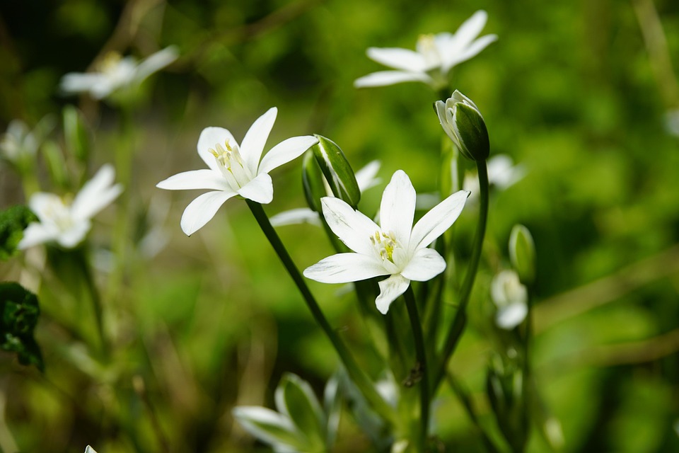 Flowers Botany Ornithogalum Star - Free photo on Pixabay