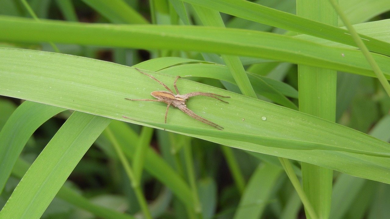 Pisaura Mirabilis Lovec Pavouk - Fotografie zdarma na Pixabay - Pixabay