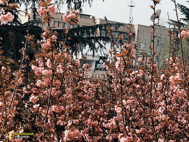 Flor De Cerejeira Campus Manhã - Foto gratuita no Pixabay - Pixabay