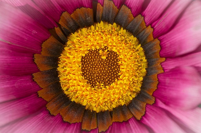 Flor Pólen Olho - Foto gratuita no Pixabay - Pixabay