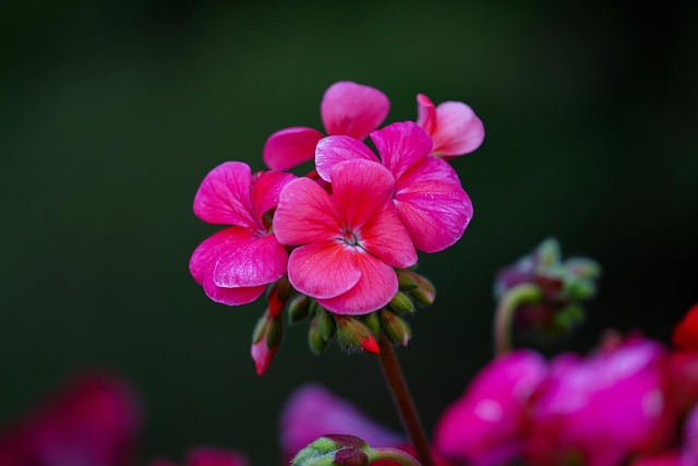 Fiore Geranio Flora - Foto gratis su Pixabay
