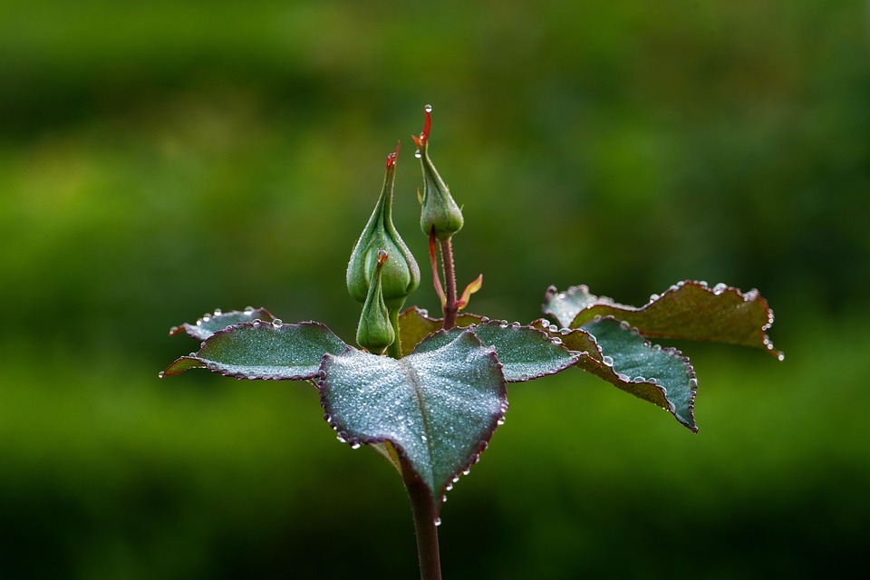 Flower Bud Nature Leaves - Free photo on Pixabay - Pixabay