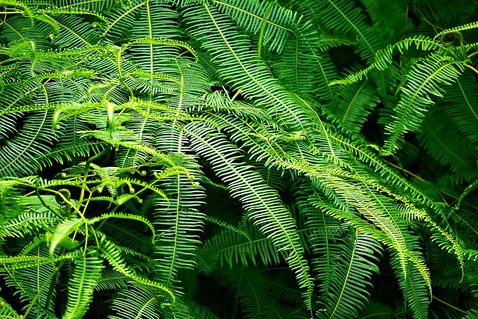 Fern Leaves Tree - Free photo on Pixabay
