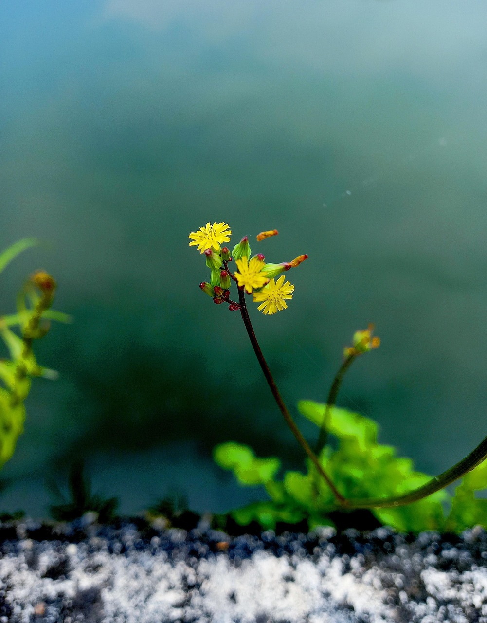 Yellow Flower Blossom - Free photo on Pixabay - Pixabay