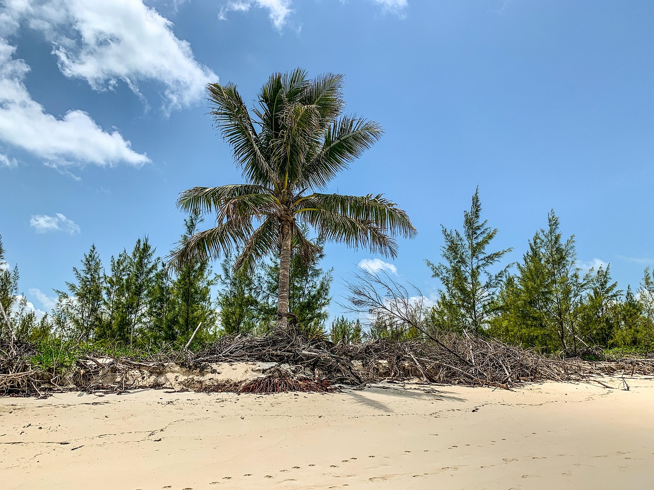 Praia Tropical Árvore - Foto gratuita no Pixabay - Pixabay