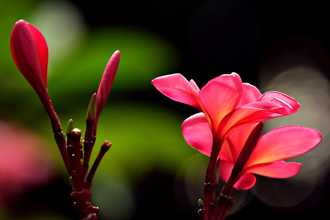Flower Frangipani Plumeria - Free photo on Pixabay - Pixabay