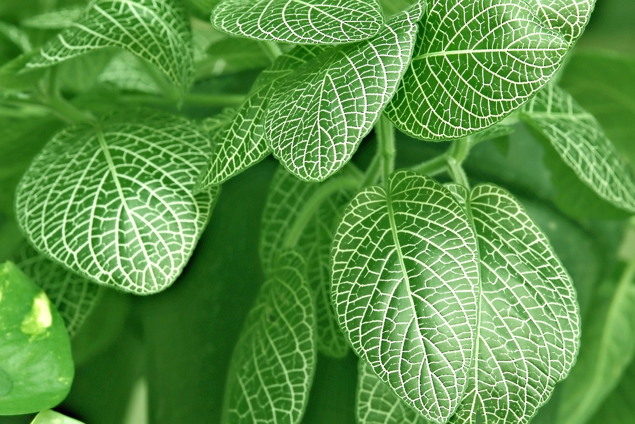 Nerve Plant Leaves Patterned White - Free photo on Pixabay
