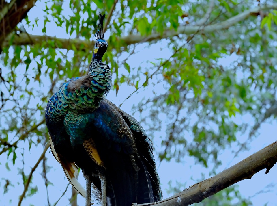 Bird Peacock Ornithology Free Photo On Pixabay