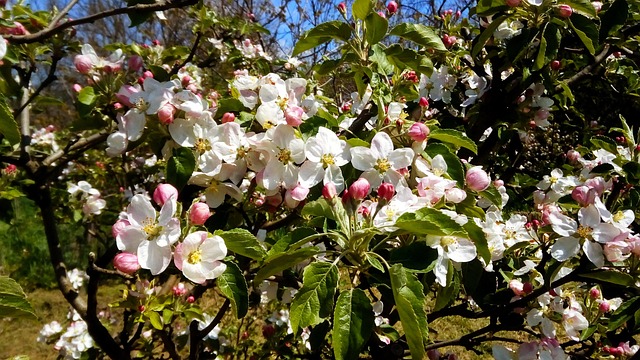 Apple Flowers Spring - Free photo on Pixabay - Pixabay