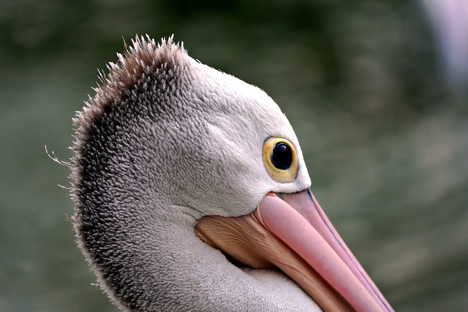 Bird Pelican Ornithology - Free photo on Pixabay