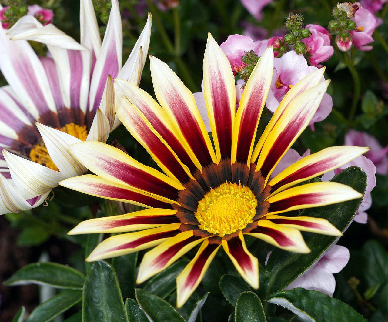 Fleur Pétales La Nature - Photo gratuite sur Pixabay