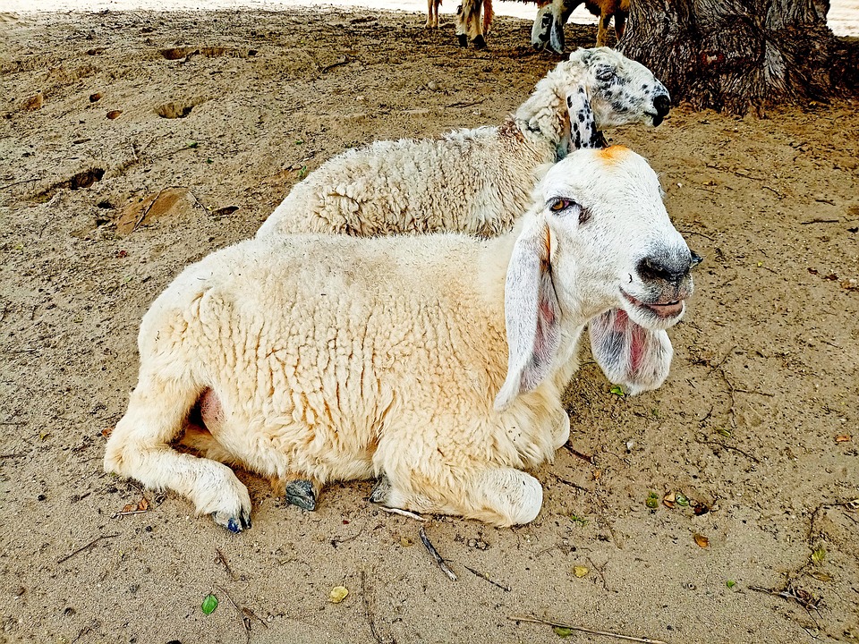 Animal Chèvre Mammifère - Photo gratuite sur Pixabay - Pixabay