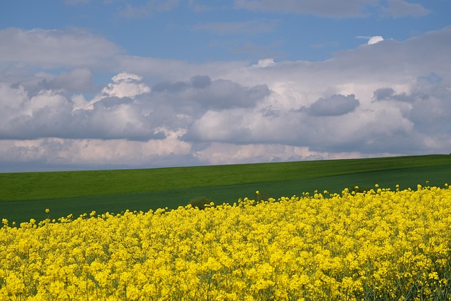 Oilseed Rape Field Of Rapeseeds - Free photo on Pixabay - Pixabay