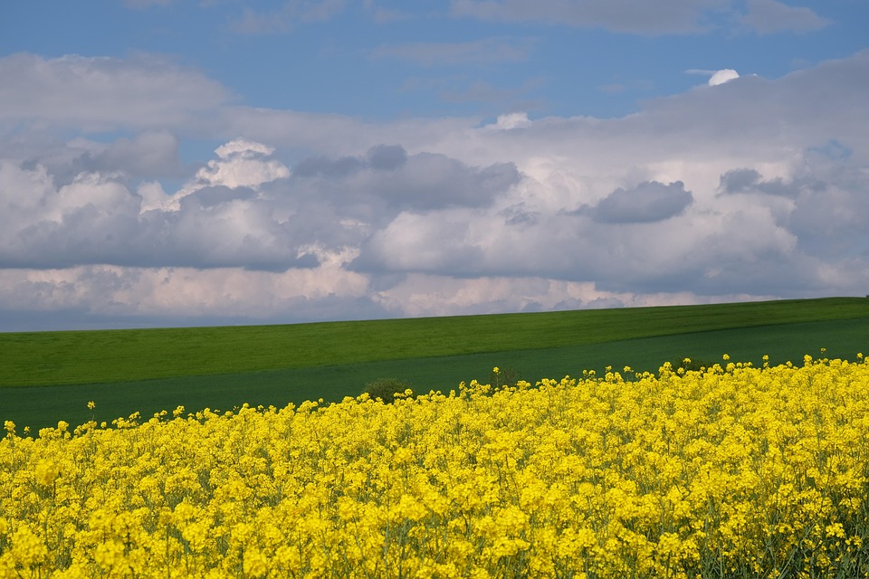 Oilseed Rape Field Of Rapeseeds - Free photo on Pixabay - Pixabay