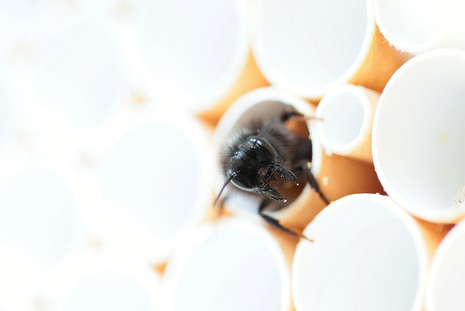 Insecto Abeja Entomología - Foto gratis en Pixabay - Pixabay