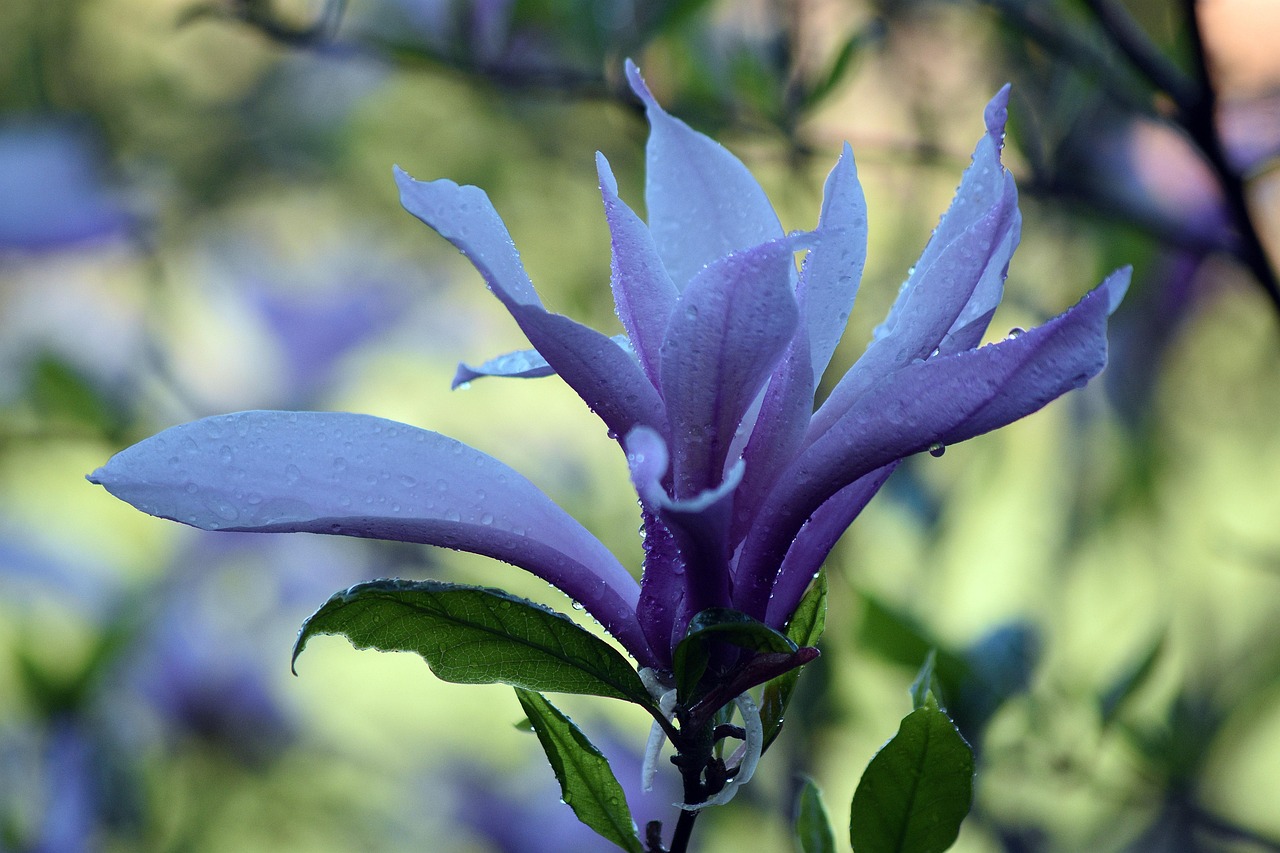Flowers Spring Nature - Free photo on Pixabay