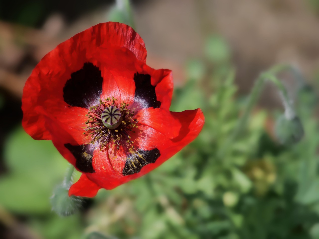 Poppy Blossom Bloom - Free photo on Pixabay - Pixabay