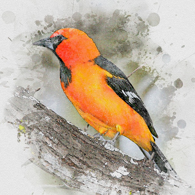 Pájaro Naranja Animal Fauna - Imagen gratis en Pixabay - Pixabay