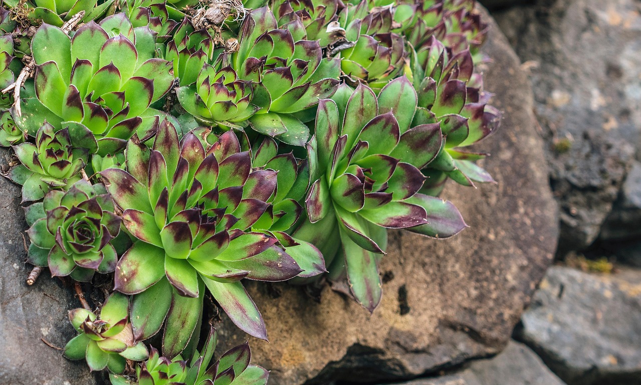 Succulent Rosette Rock - Free photo on Pixabay