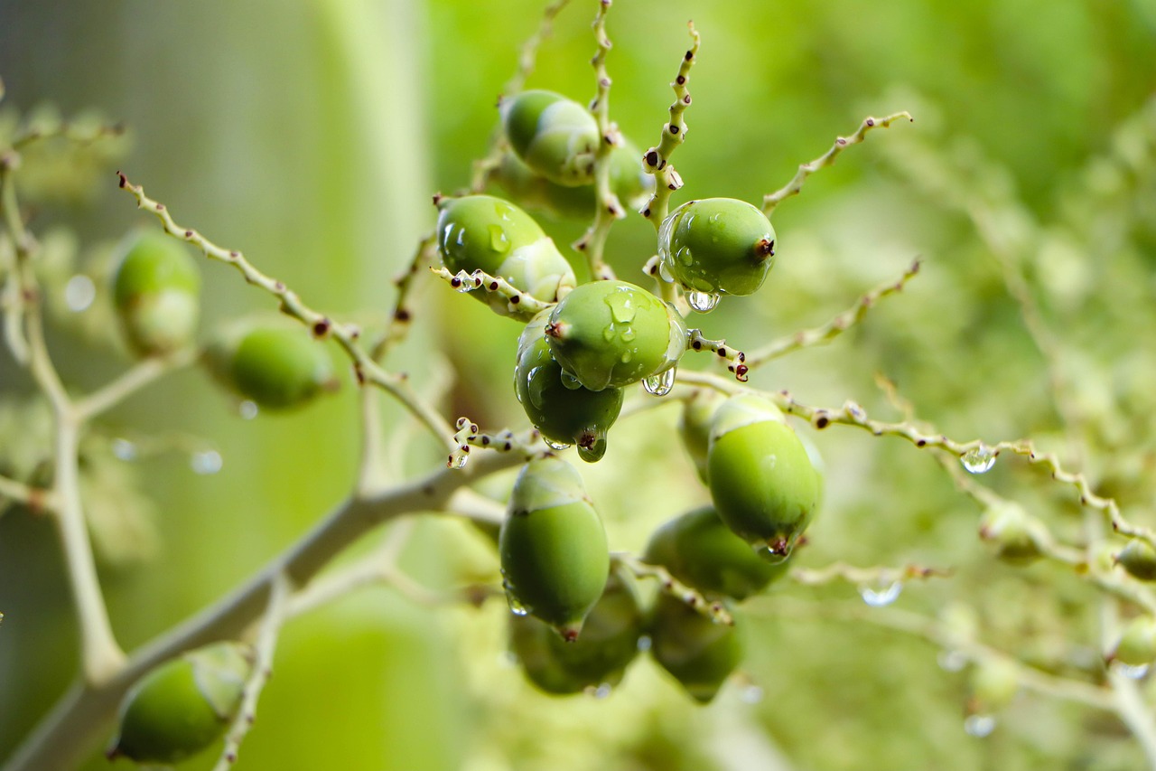 Fruit Pluie Vert - Photo gratuite sur Pixabay - Pixabay
