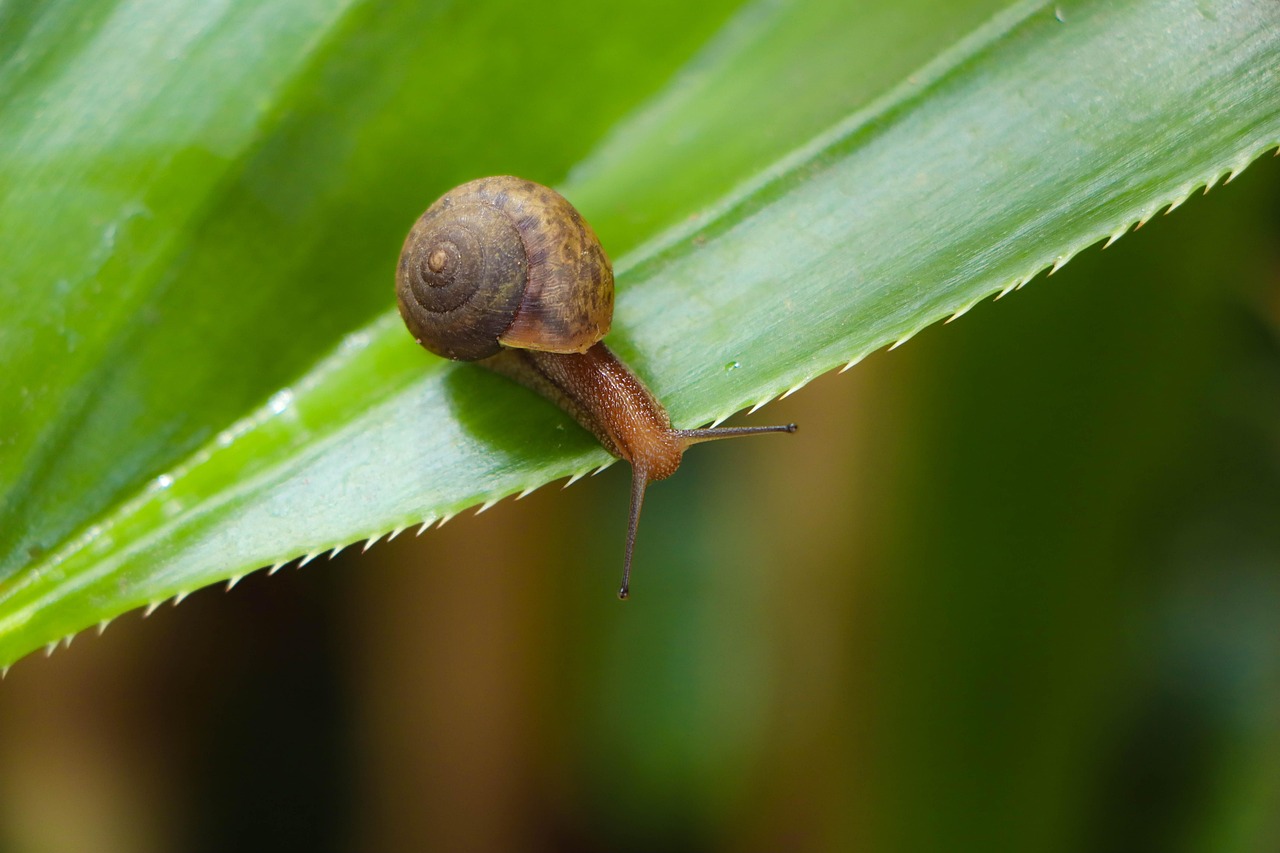 20,000+ Free Cute Snail & Snail Images - Pixabay