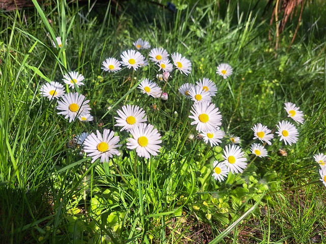 Blumen Blume Feder - Kostenloses Foto auf Pixabay - Pixabay