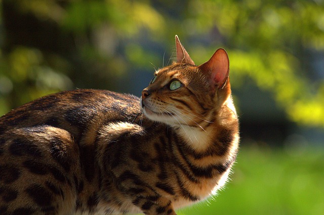 Gato De Bengala - Foto gratis en Pixabay - Pixabay