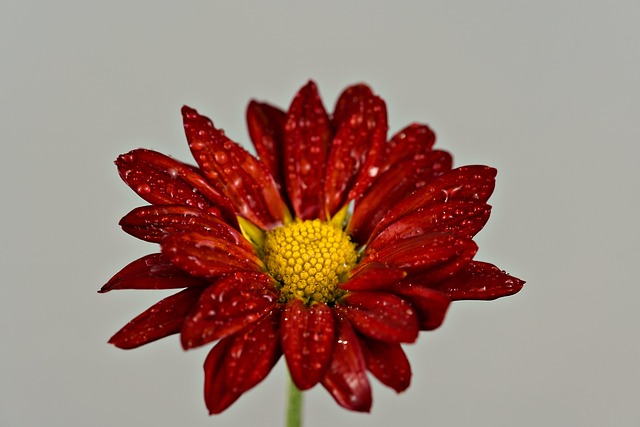 Bunga Krisan Flora - Foto gratis di Pixabay - Pixabay
