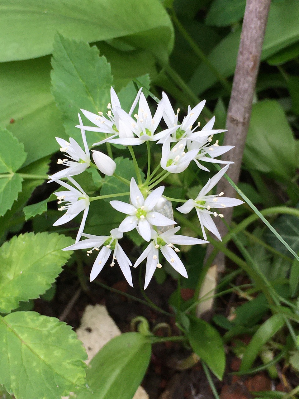 Wild Garlic Blossom Bloom Alium - Free photo on Pixabay - Pixabay