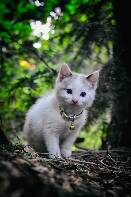 Cat Kitten Pet Young - Free photo on Pixabay - Pixabay