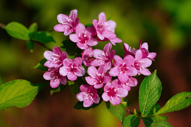 Bottle Flower Red Plant - Free photo on Pixabay