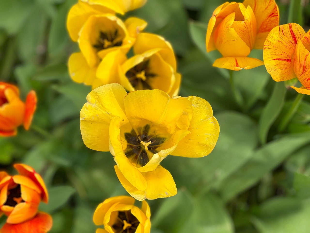 Tulips Yellow Flower Spring - Free photo on Pixabay - Pixabay