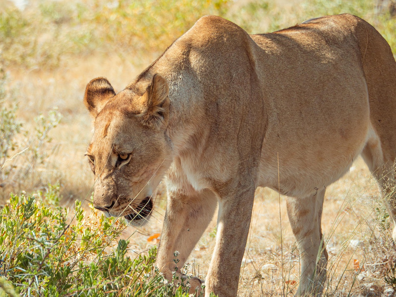 Afrique Lion Namibie - Photo gratuite sur Pixabay - Pixabay