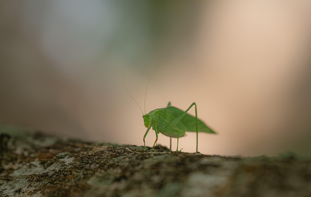 Más de 70 imágenes gratis de Chicharra y Insecto - Pixabay