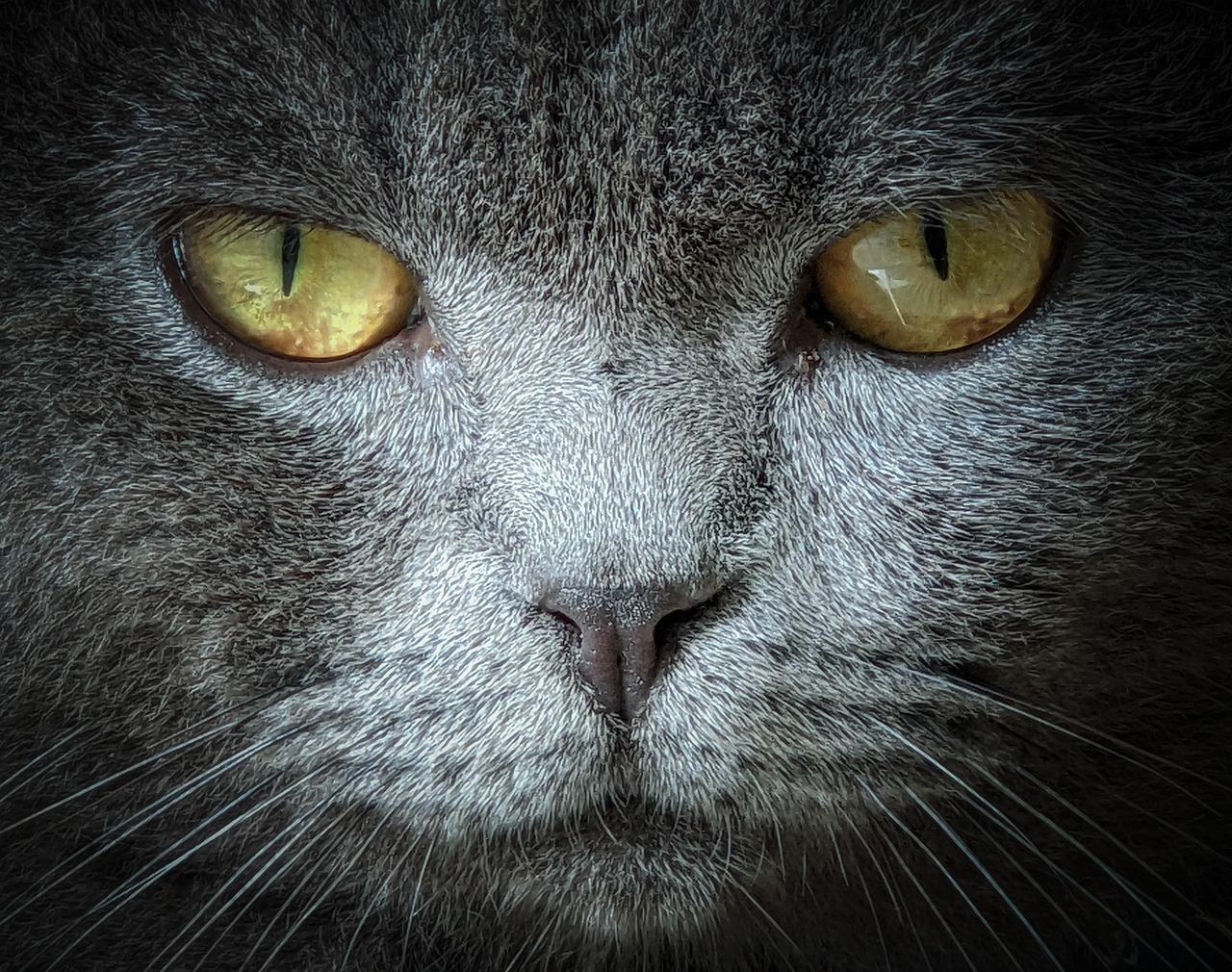 Chat Fleur - Photo gratuite sur Pixabay - Pixabay