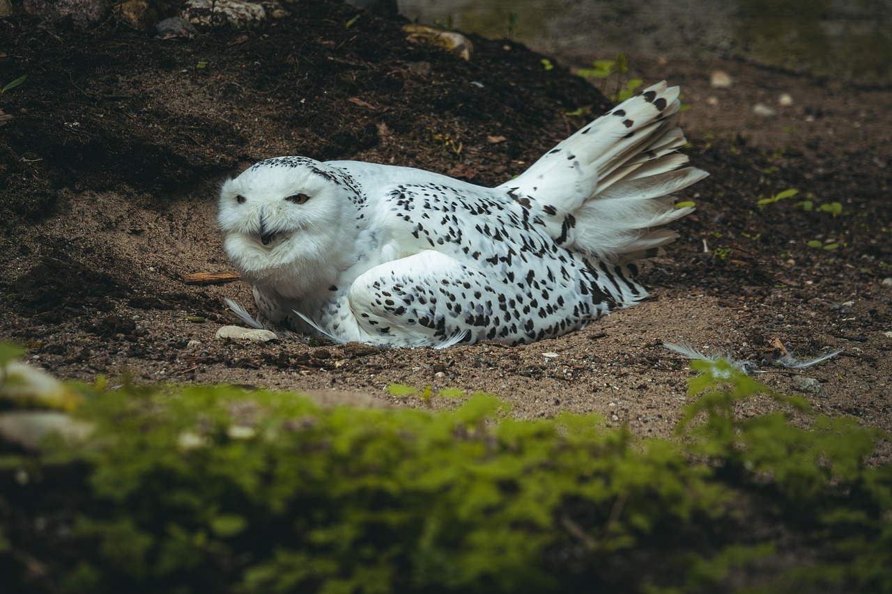 Snowy Owl Bird Of Prey Hunter - Free photo on Pixabay
