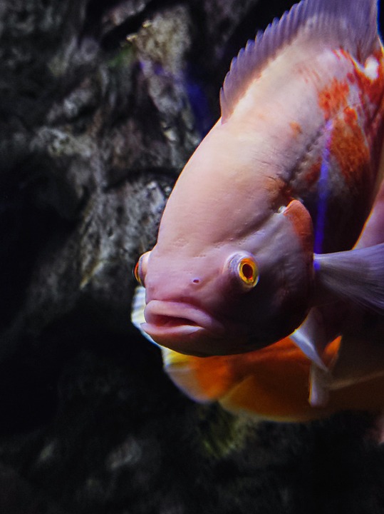 Fish Aquarium Ocean - Free photo on Pixabay - Pixabay