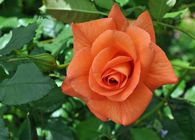 Rose Fleur Flore - Photo gratuite sur Pixabay - Pixabay