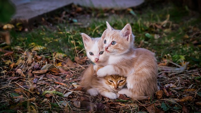 Kittens Cats Cute - Free photo on Pixabay