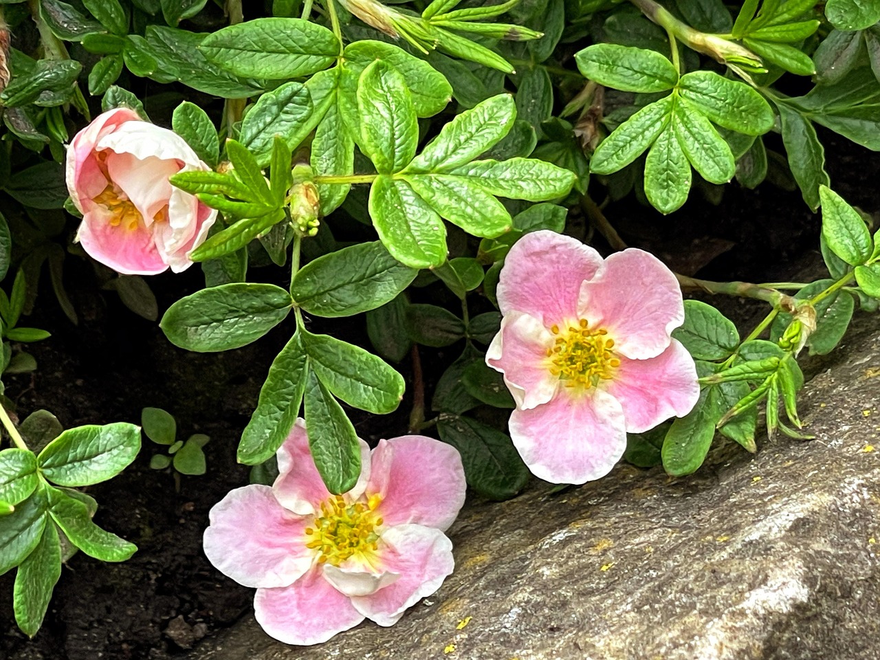 Cinquefoil Potentila Flores - Foto gratuita no Pixabay - Pixabay