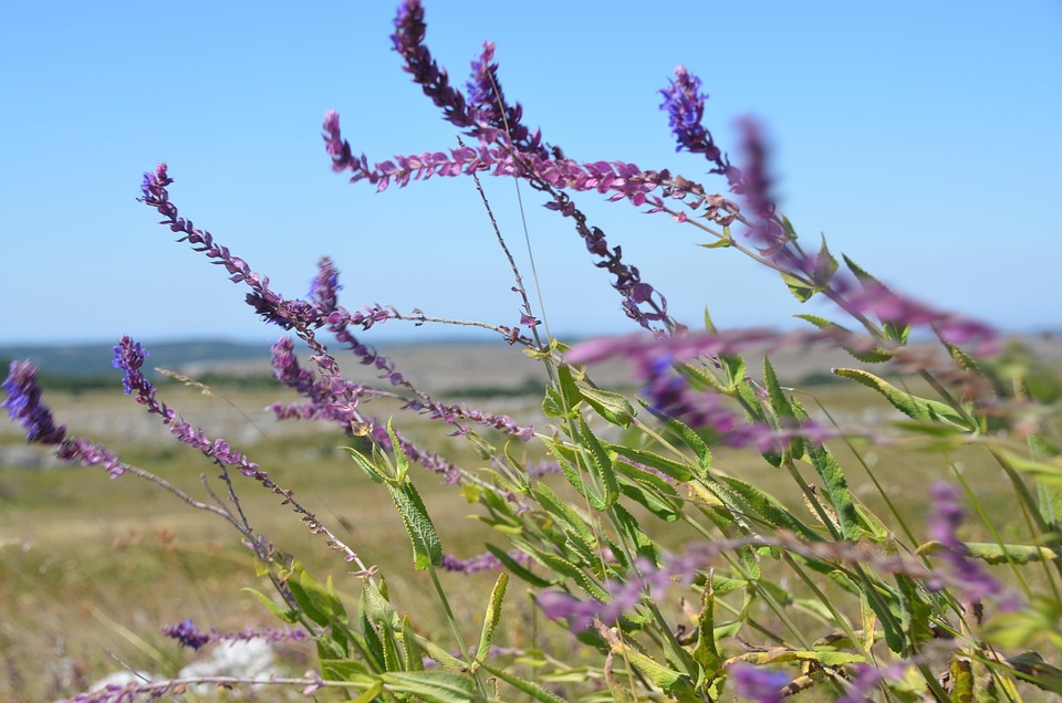 Gras Die Natur - Kostenloses Foto auf Pixabay - Pixabay