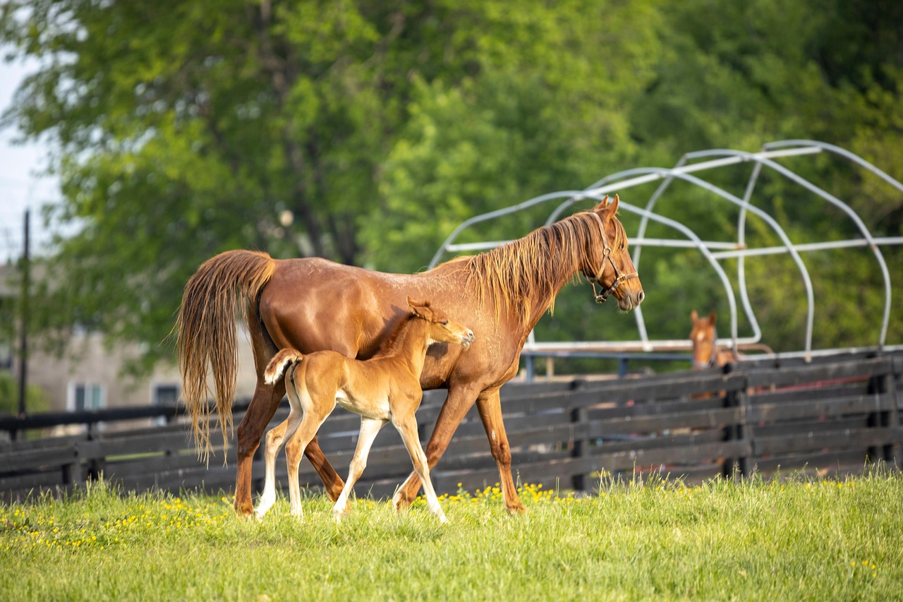 Horse Pony Grassland - Free photo on Pixabay - Pixabay