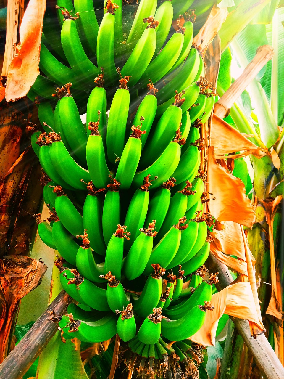 Natureza Bananas Frutas - Foto gratuita no Pixabay - Pixabay