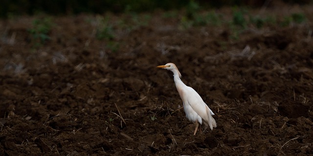 Egret Cattle Bird - Free photo on Pixabay - Pixabay
